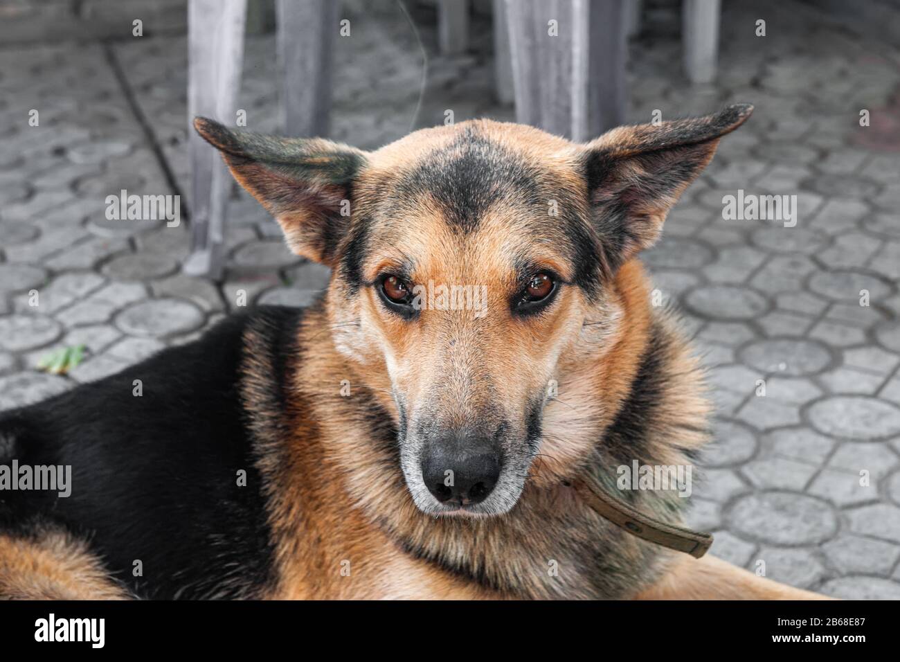 German shepherd close up hi-res stock photography and images - Alamy