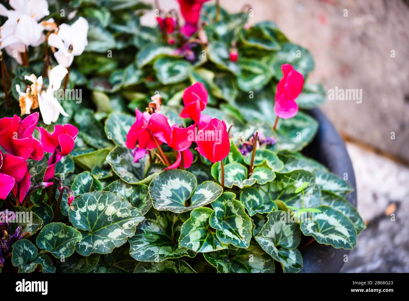 natural flowers close up view Stock Photo - Alamy