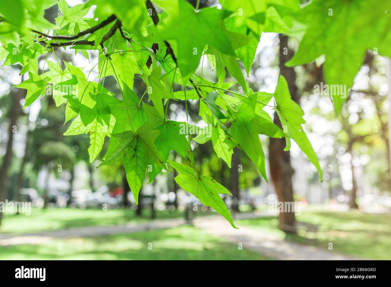 Green Leaves and seeds of sycamore tree Stock Photo - Alamy