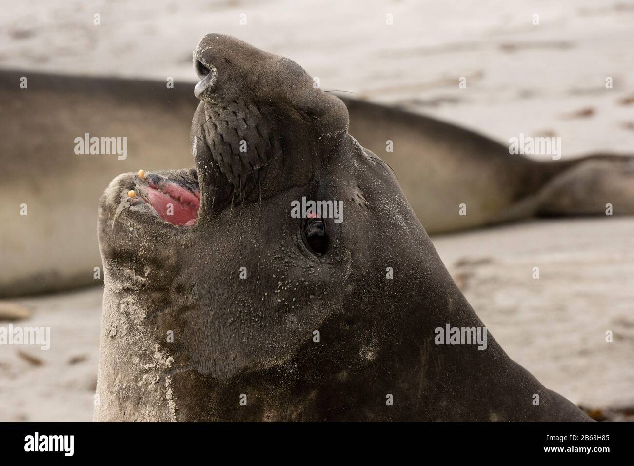 Southern elephant seal (Mirounga leonina), Sea Lion Island Stock Photo ...