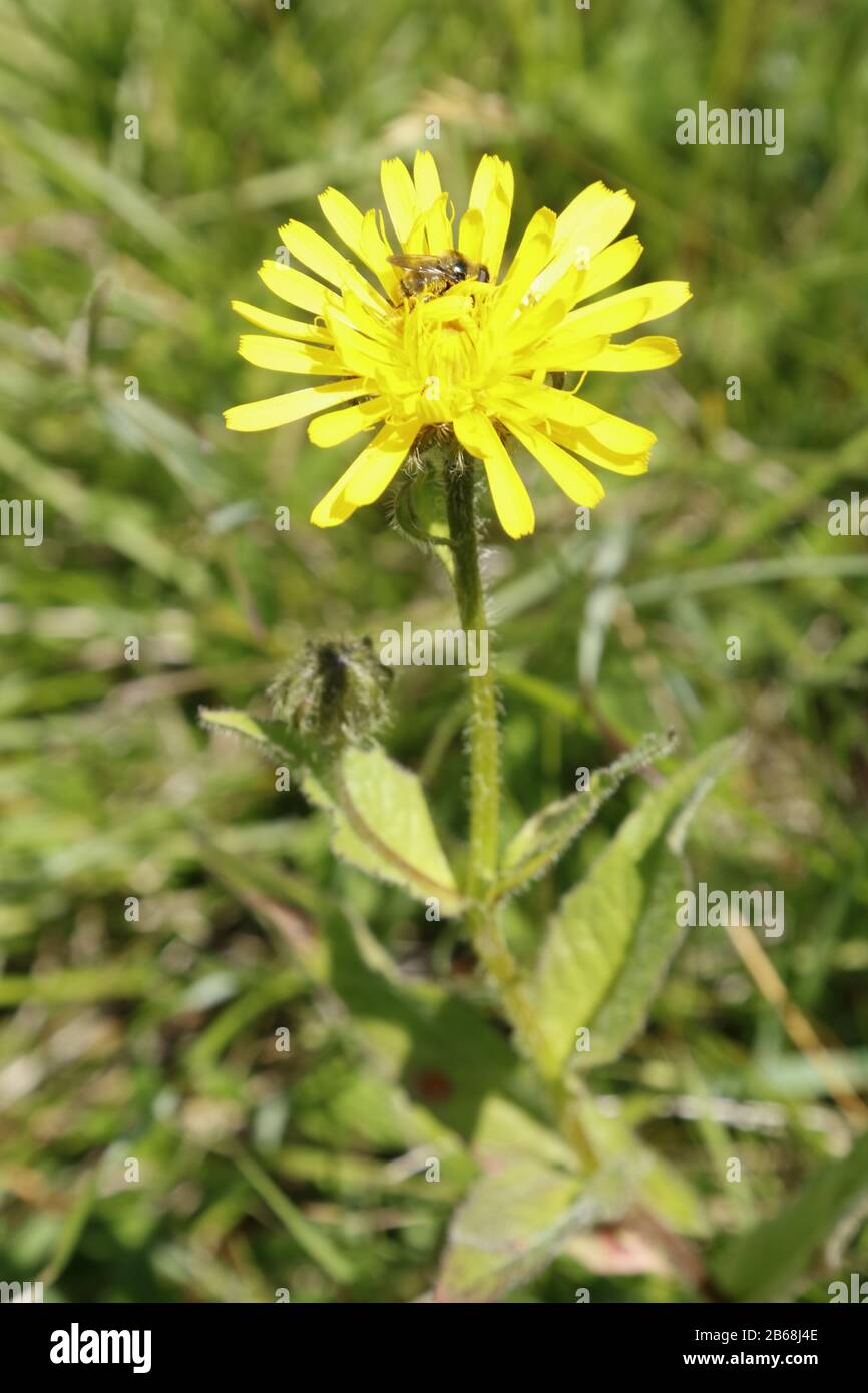 Pyrenaen hi-res stock photography and images - Alamy