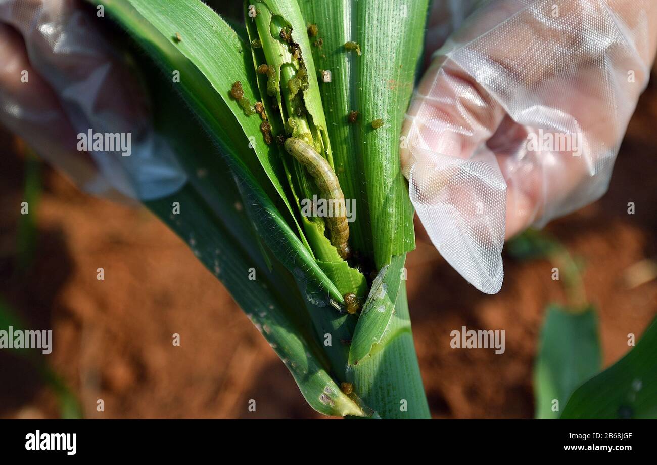 Fall armyworm larvae hi-res stock photography and images - Alamy