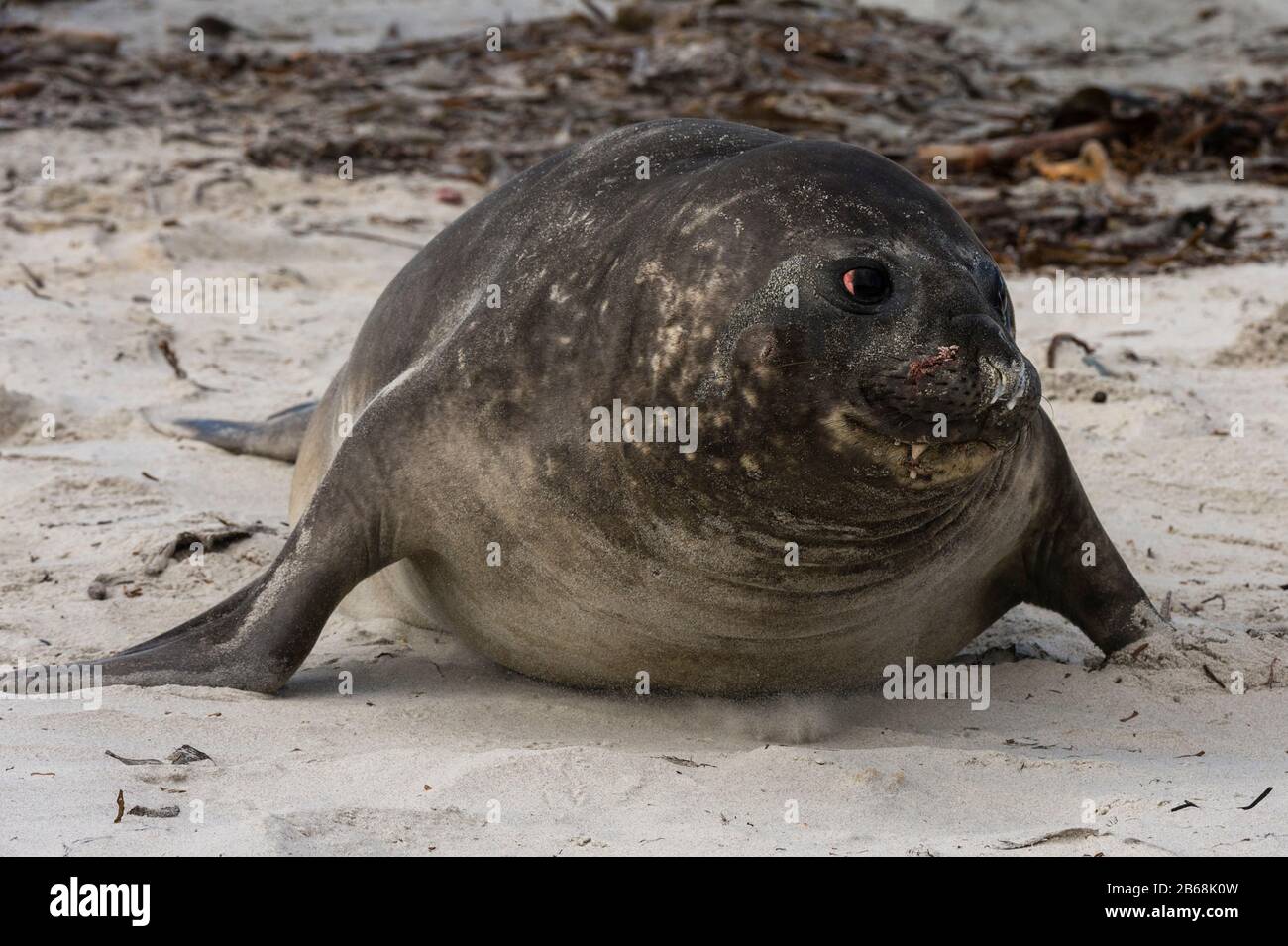 Southern elephant seal (Mirounga leonina), Sea Lion Island Stock Photo ...