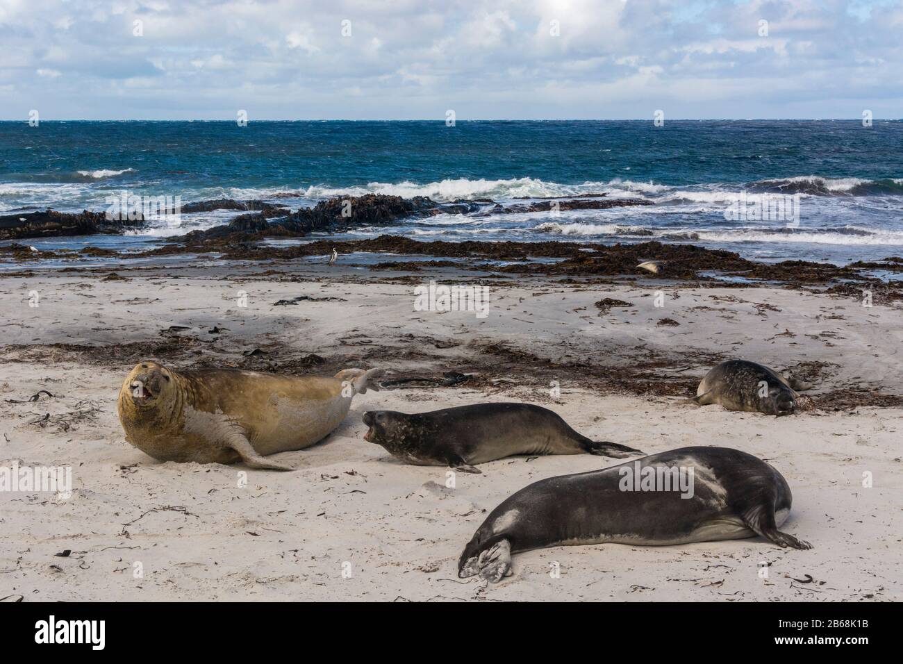 Southern elephant seal (Mirounga leonina), Sea Lion Island Stock Photo ...
