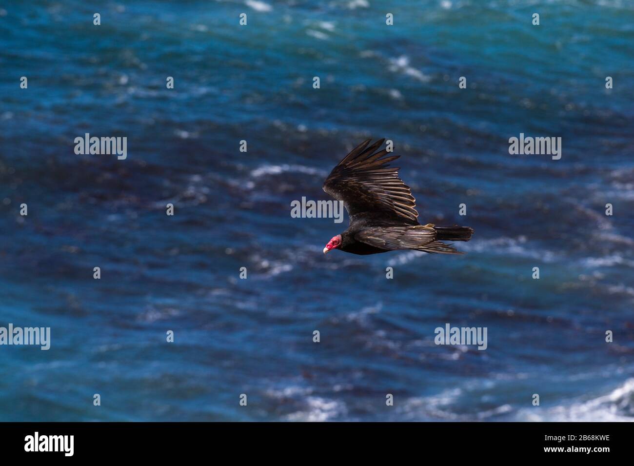 Turkey vulture (Cathartes aura), Cape Dolphin, Falkland Islands Stock ...