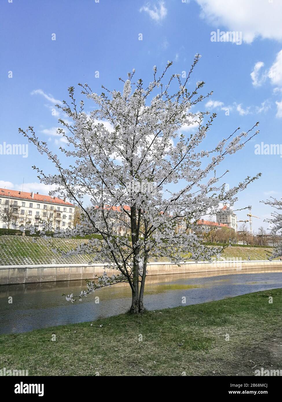 Blossoming sakura tree in front of old architecture buildings in Kaunas ...