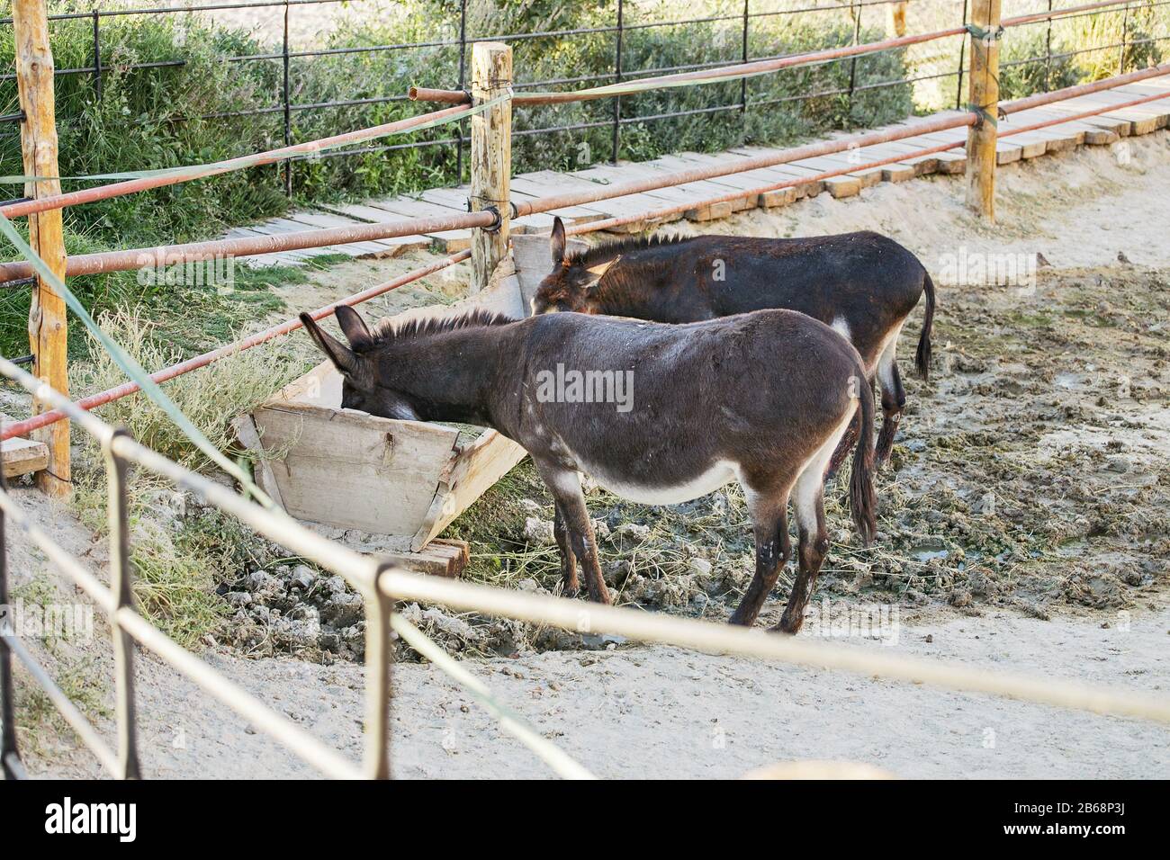 donkey eating on the farm, agricultural and rural concept Stock Photo ...