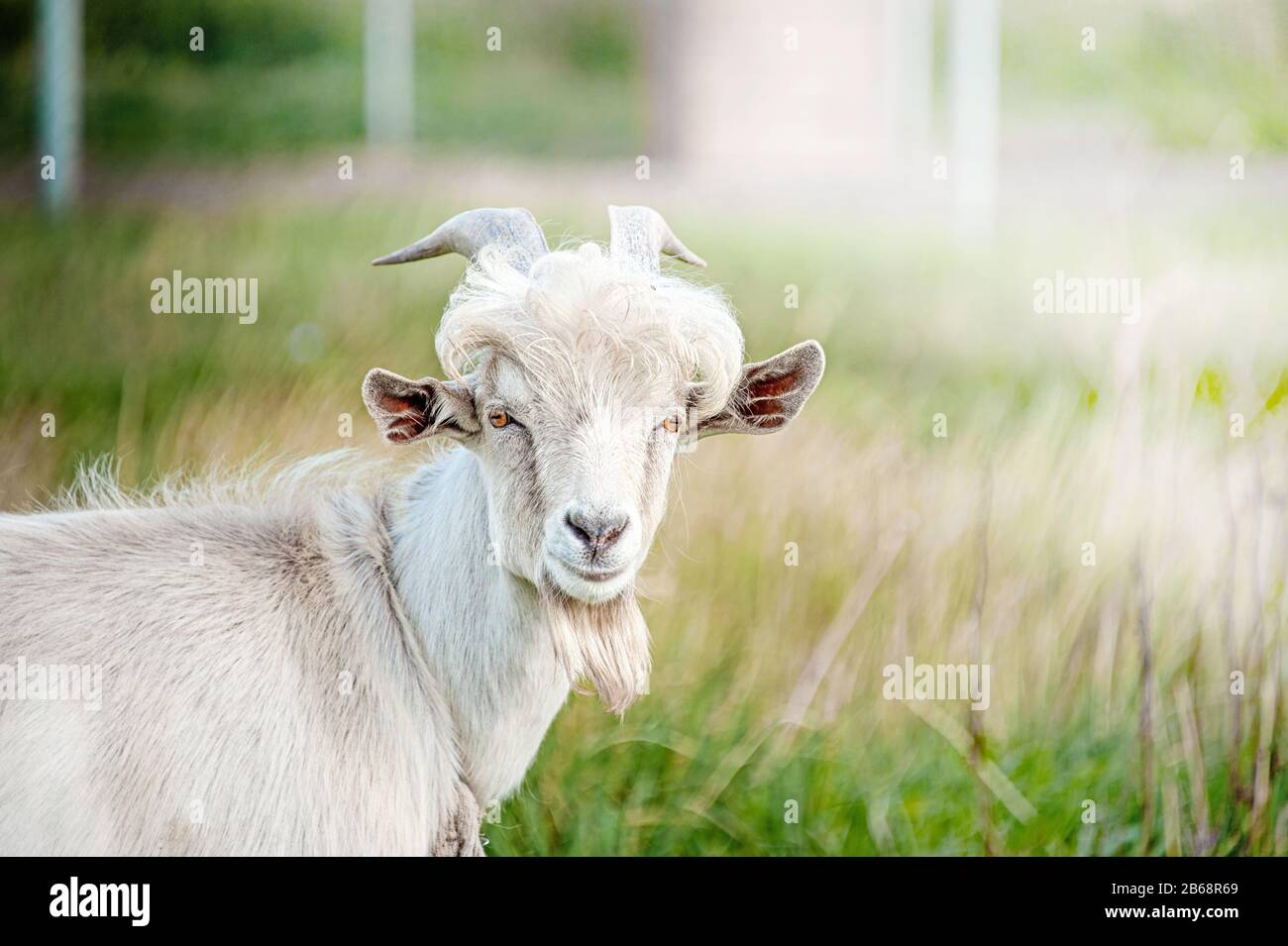 Goat hair texture hi-res stock photography and images - Alamy