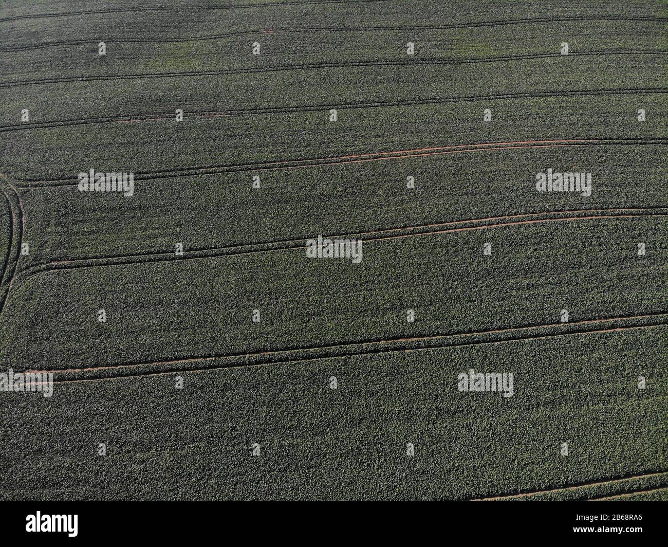 Green field with planted agricultural plants in Lithuania Stock Photo ...