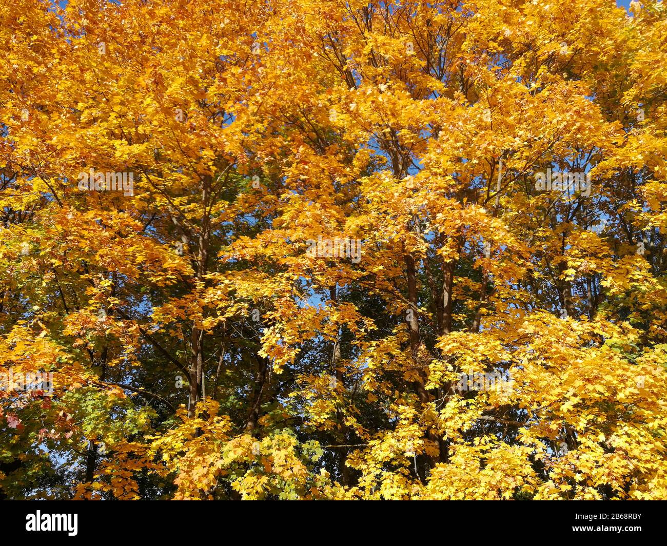 Seasonal autumn photo of yellow maple leaves foliage Stock Photo - Alamy