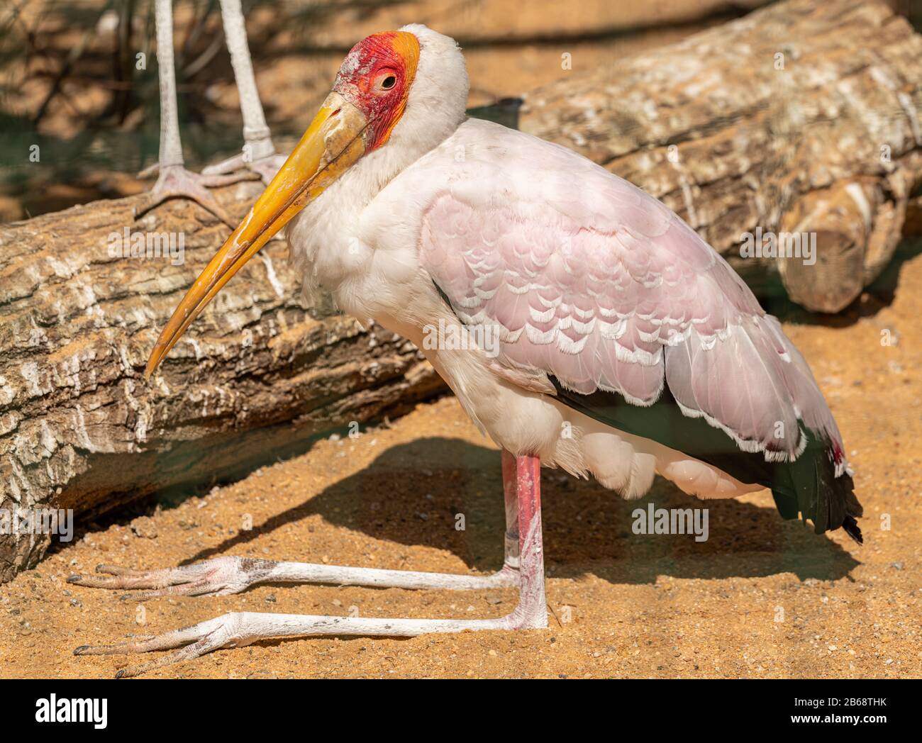 painted stork sit standing on the ground Stock Photo - Alamy