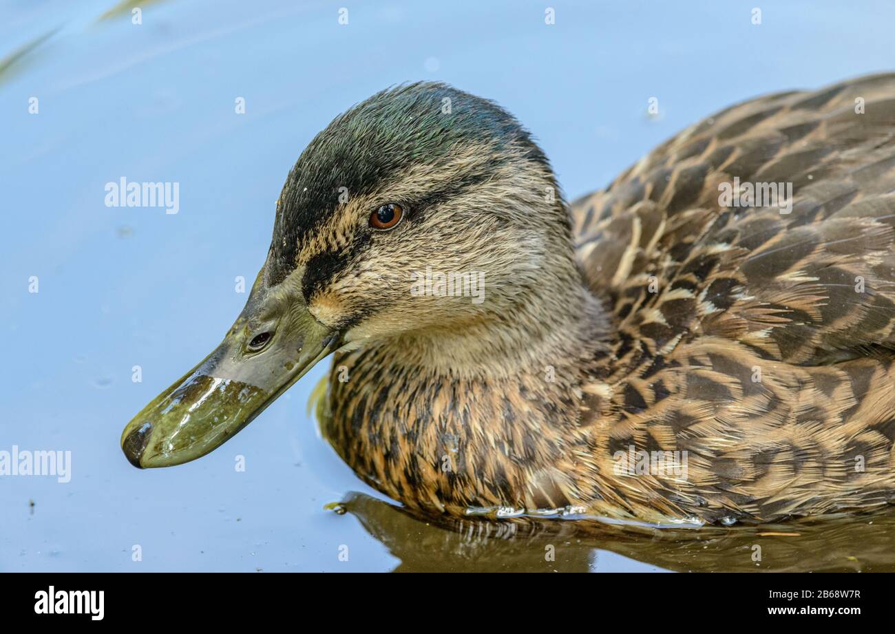 Water zoo male female hi-res stock photography and images - Alamy