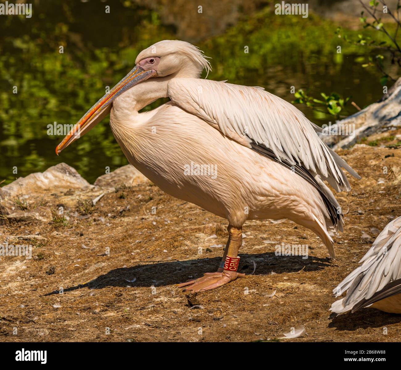 Pelican standing hi-res stock photography and images - Alamy