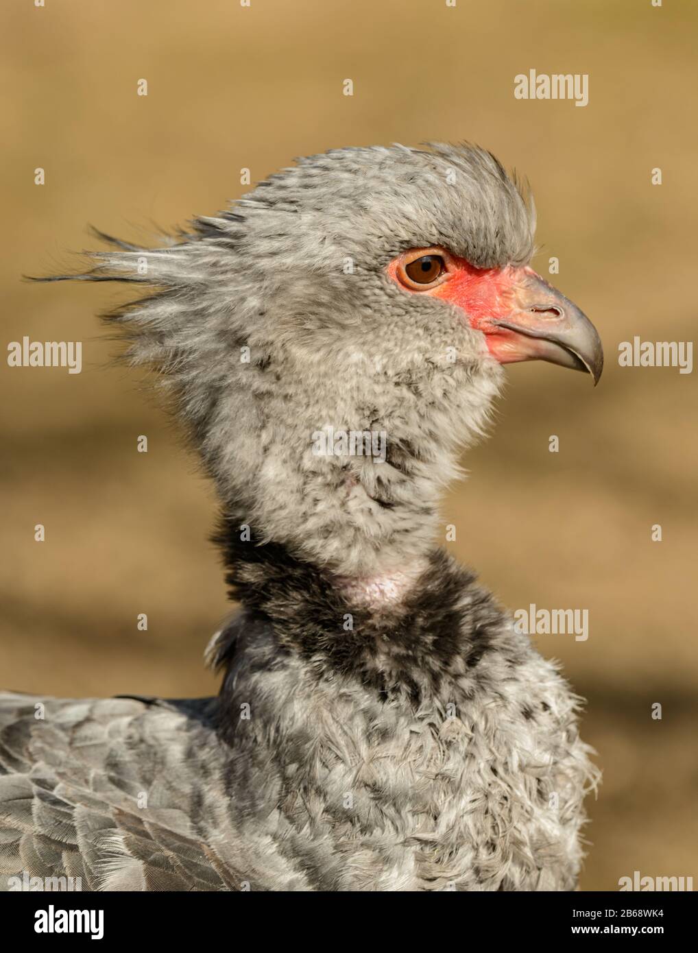Crested screamer hi-res stock photography and images - Alamy