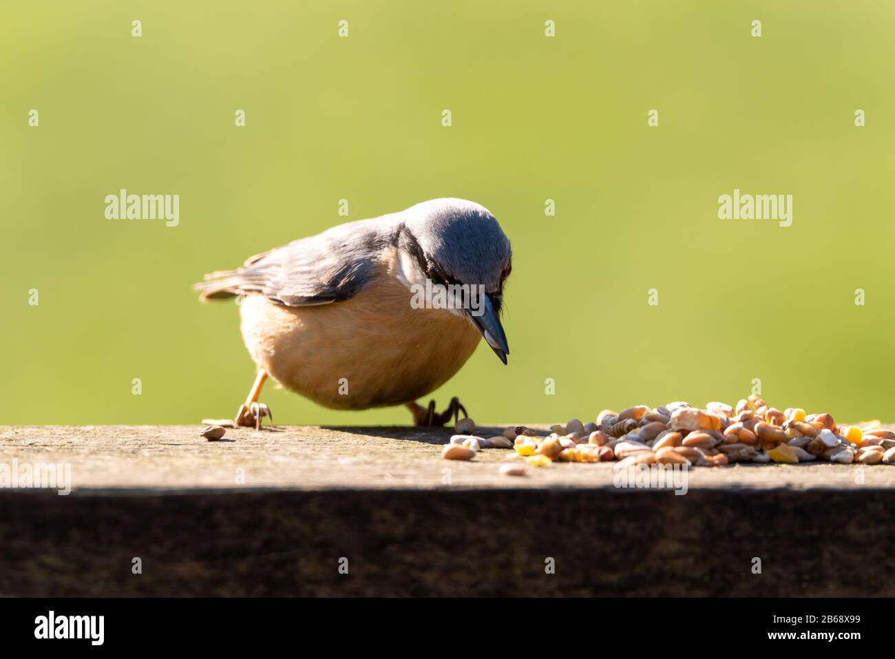 Birds of britain hi-res stock photography and images - Alamy