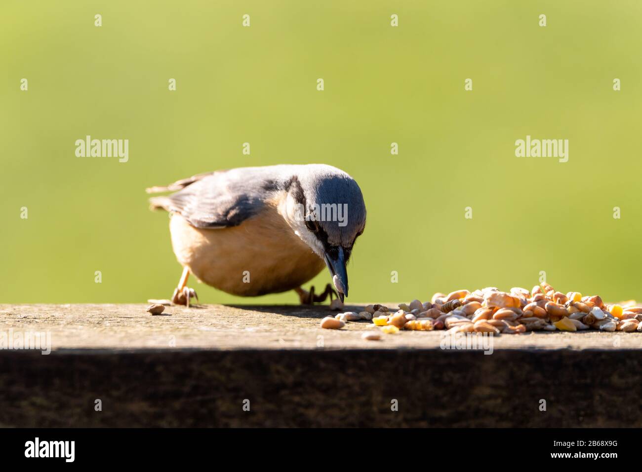 Eurasian Nuthatch eating nuts against a clear green background during ...