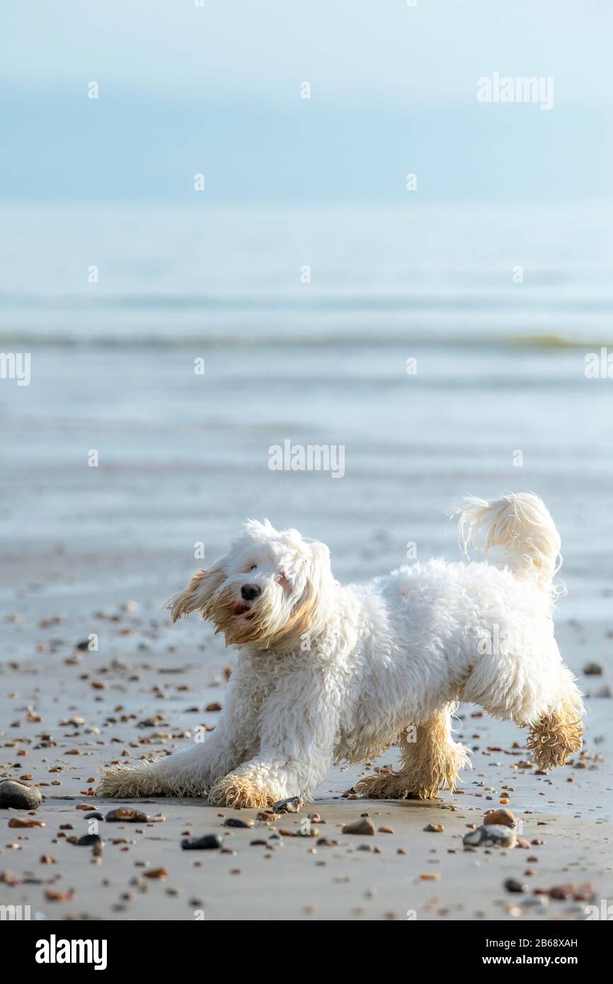A cockopoo run at the beach Stock Photo - Alamy