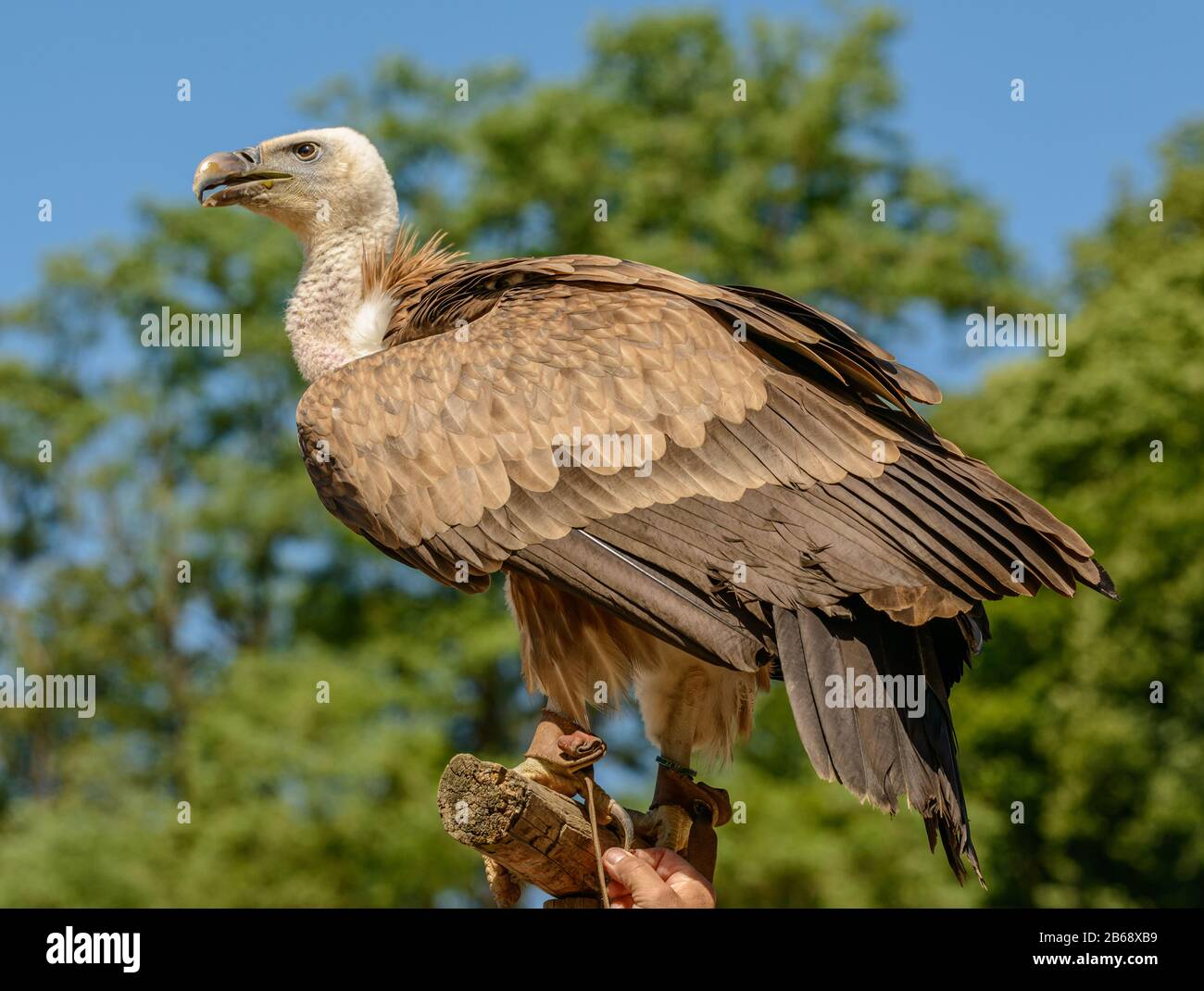 Vulture bird hi-res stock photography and images - Alamy