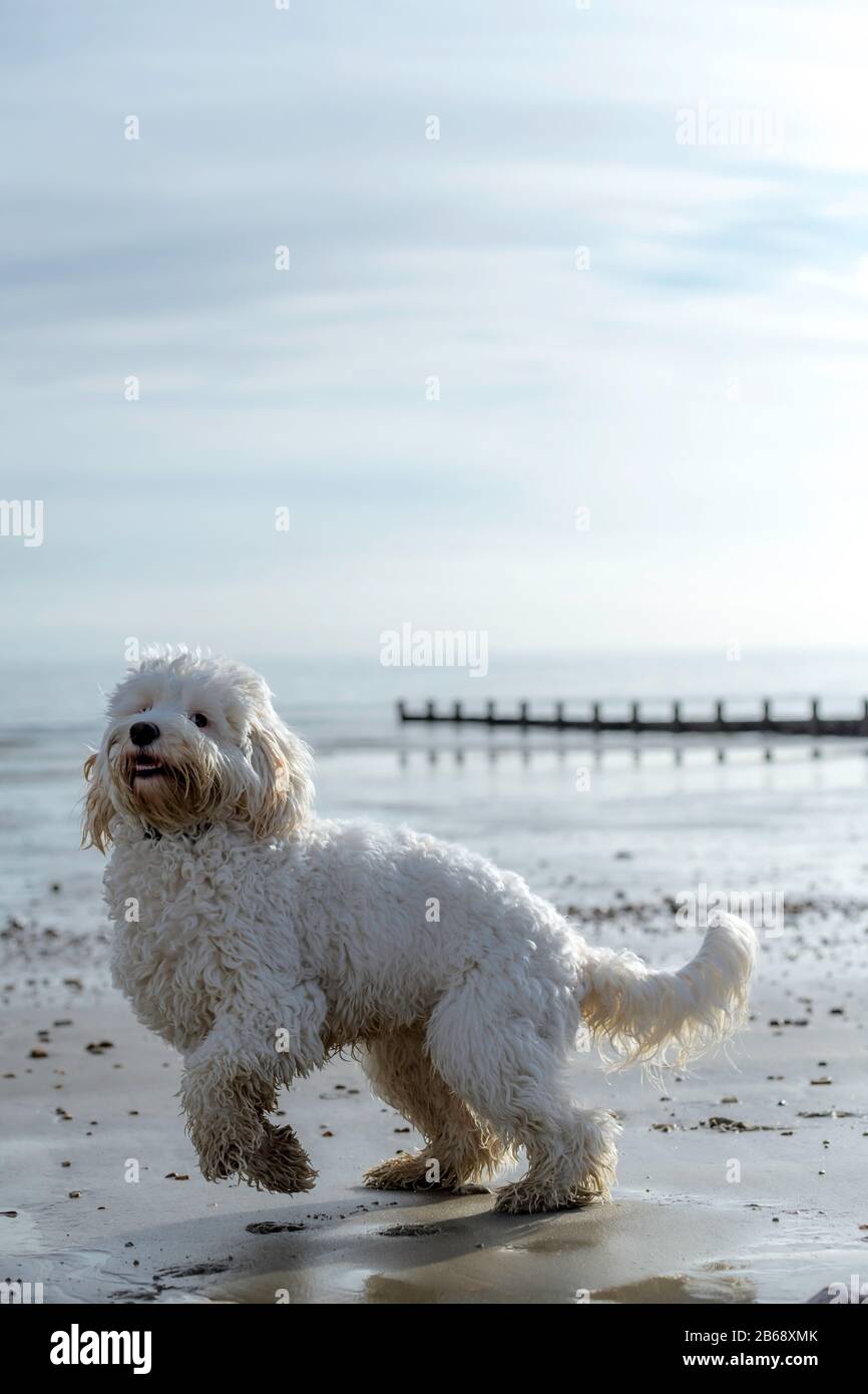 A cockopoo run at the beach Stock Photo - Alamy