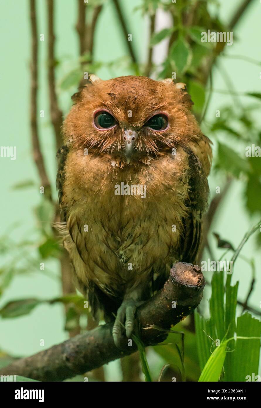small brown owl sitting on a branch in zoo Stock Photo - Alamy