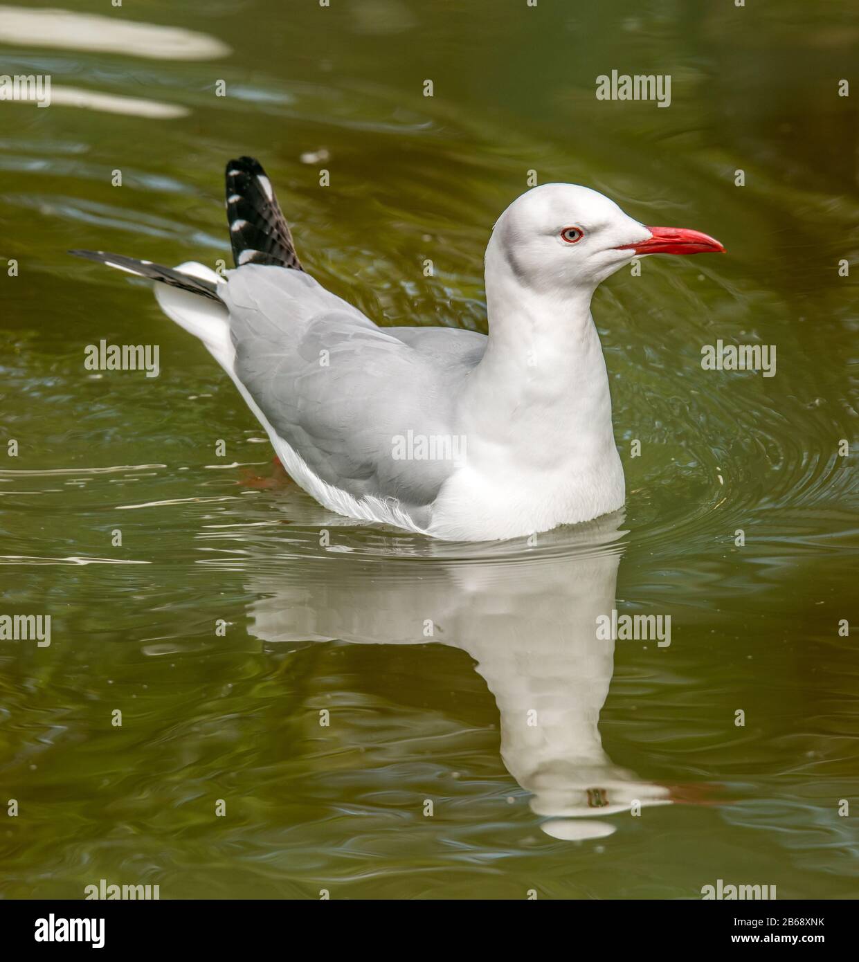 Seagull swimming hi-res stock photography and images - Alamy