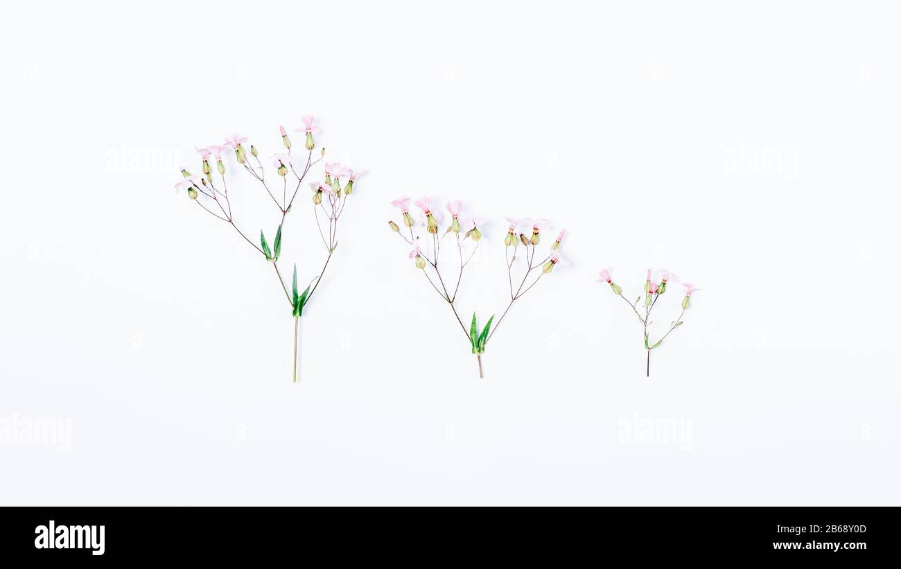 Gentle pink flower sprigs of different size, flat layout. Top view ...