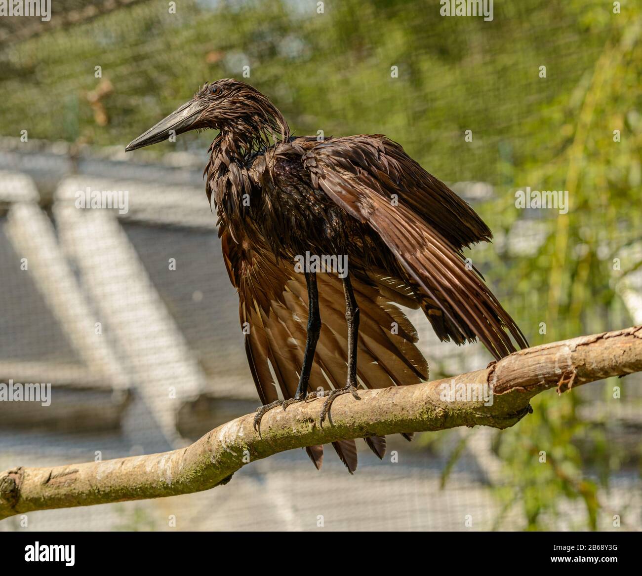 black brown water bird wet drying on a branch in zoo Stock Photo - Alamy