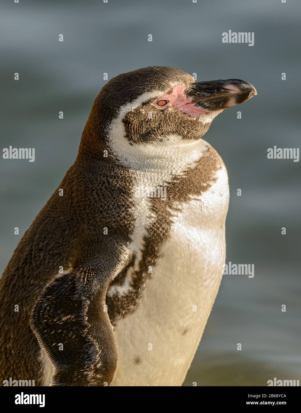 Penguin in the sun hi-res stock photography and images - Alamy