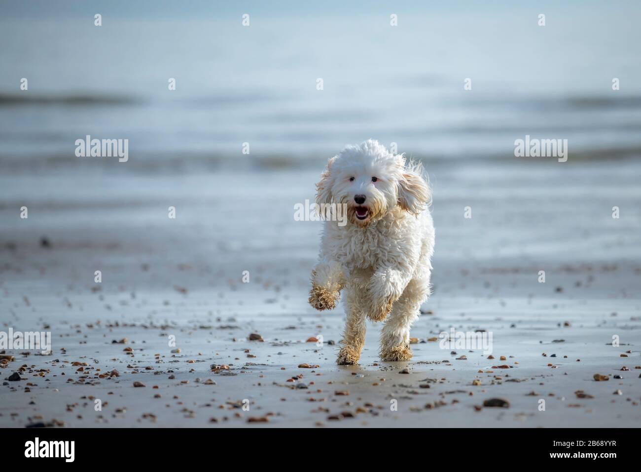 Cockapoo run at the beach Stock Photo - Alamy