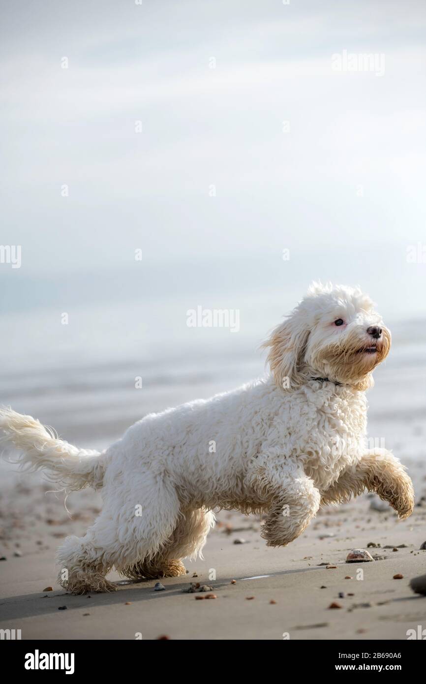 Cockapoo run at the beach Stock Photo - Alamy