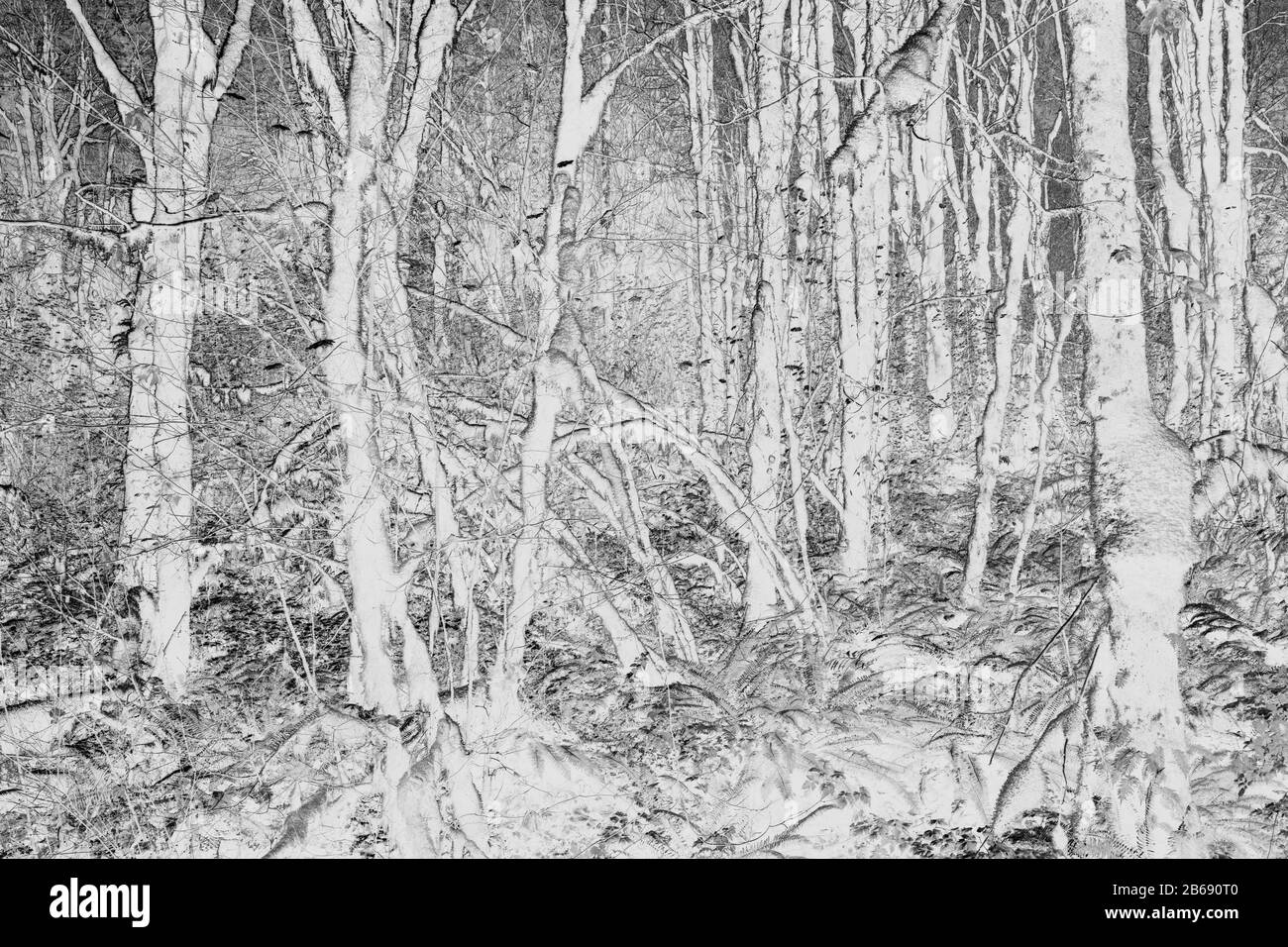 Black and white abstract (inverted) image of lush temperate rainforest ...