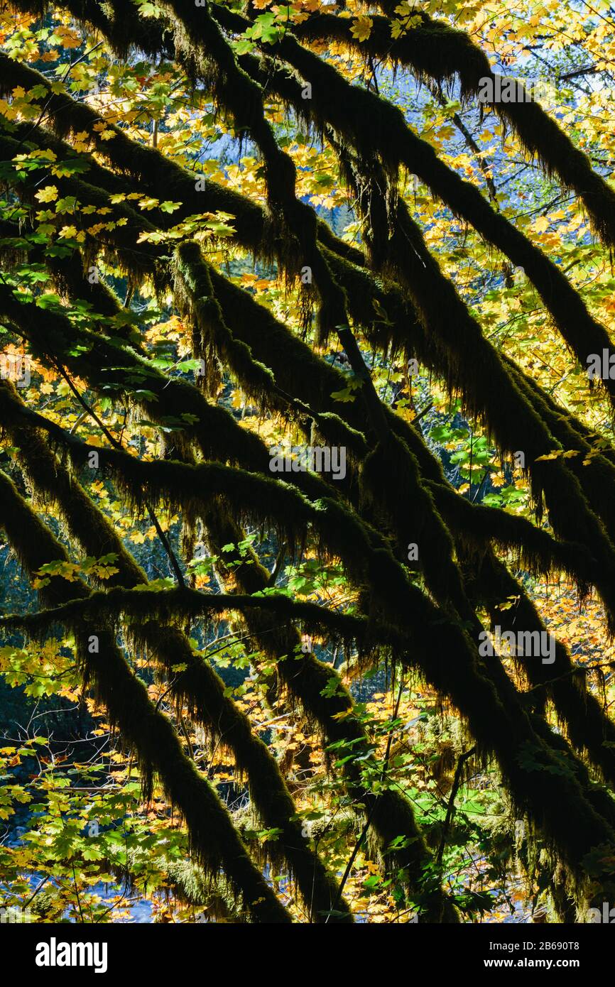 Sunlight shining through close to nature deciduous forest hi-res stock ...