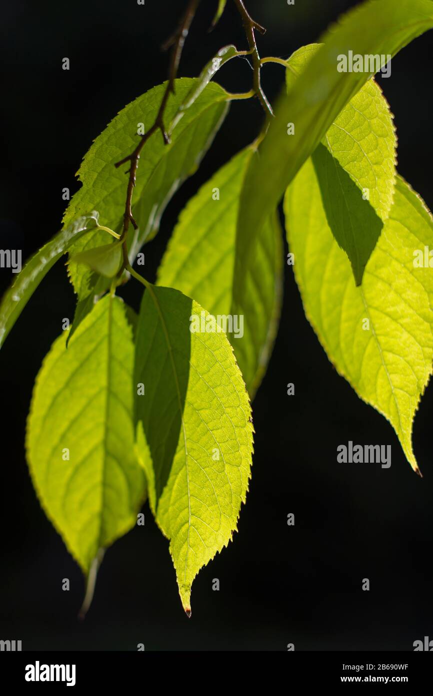 Leaves of Gutta-Percha tree (Eucommia ulmoides), Washington Park ...