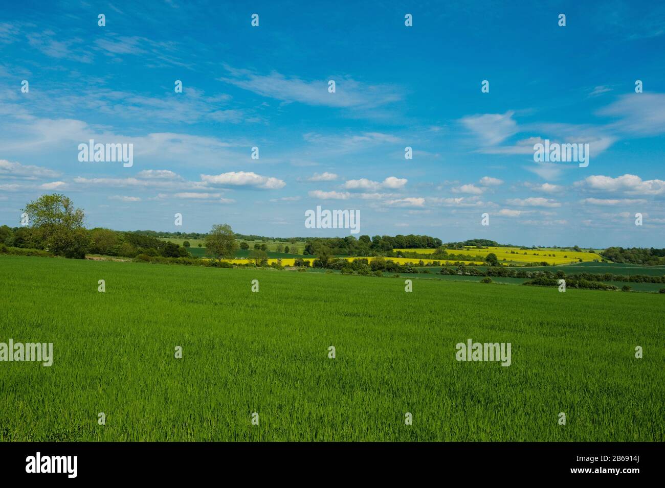 Fields in summer, a rural landscape of hedges and growing crops Stock ...