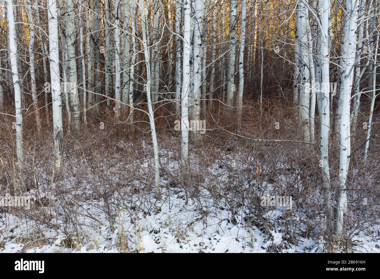 Aspen grove in winter, near Leavenworth, Washington Stock Photo - Alamy