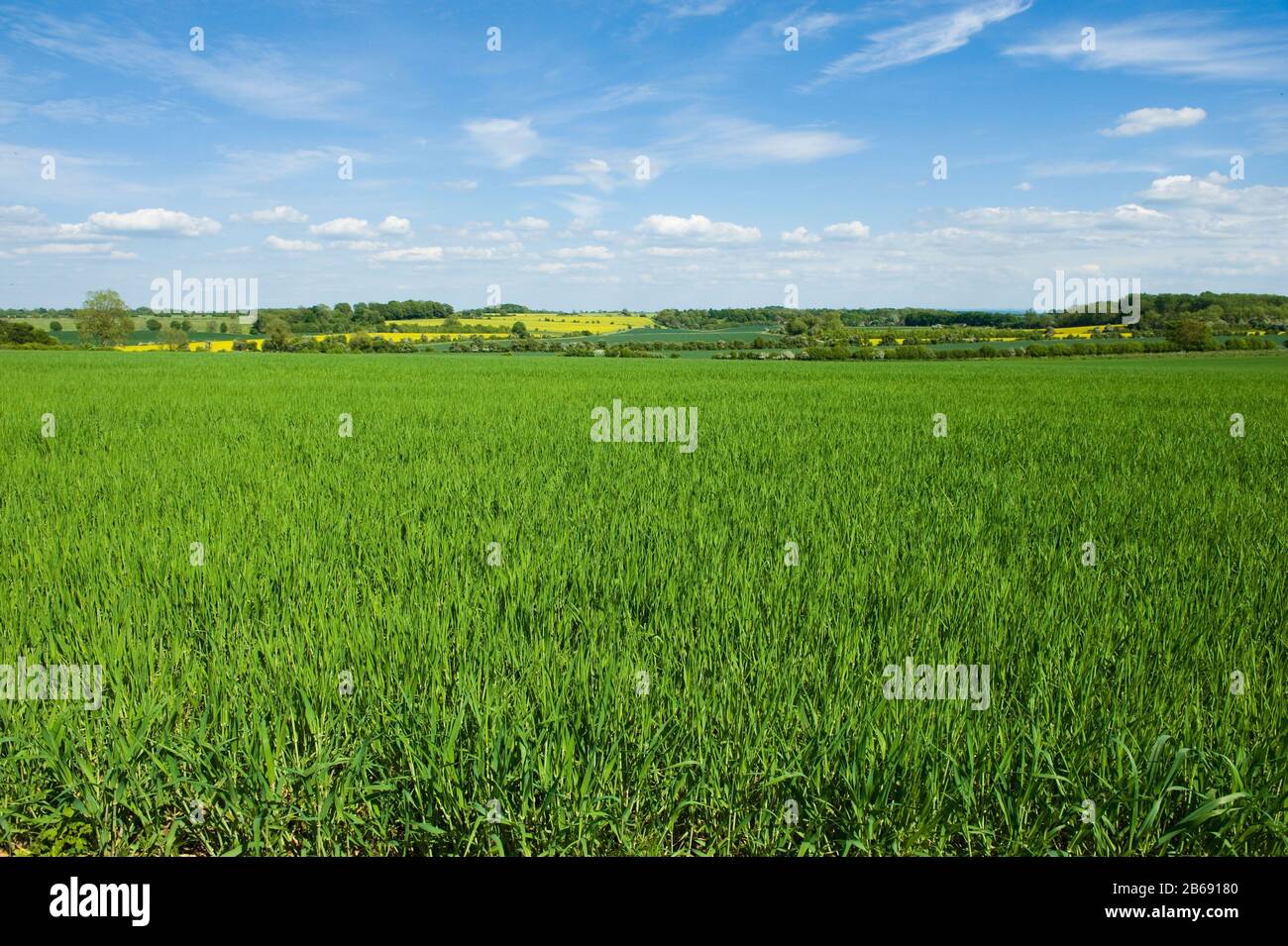 Fields in summer, a rural landscape of hedges and growing crops Stock ...