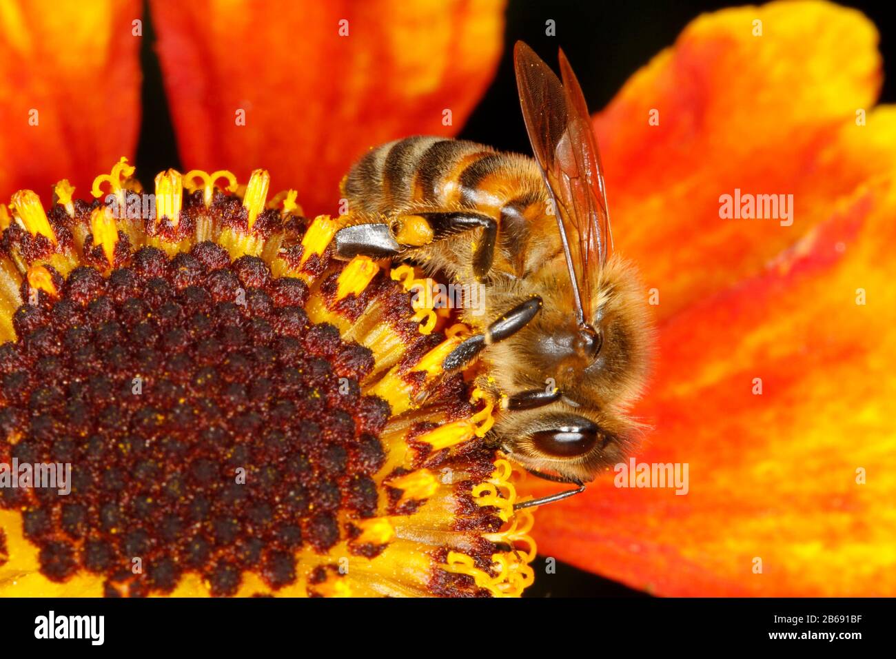Honey bee, f Apidea, Apis mellifera feeding on flower Stock Photo - Alamy