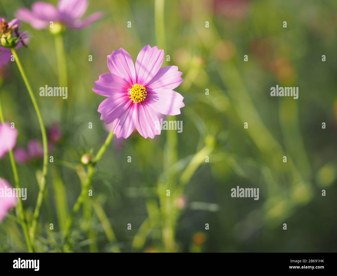 Pink Sulfur Cosmos, Mexican Aster flowers are blooming beautifully in ...