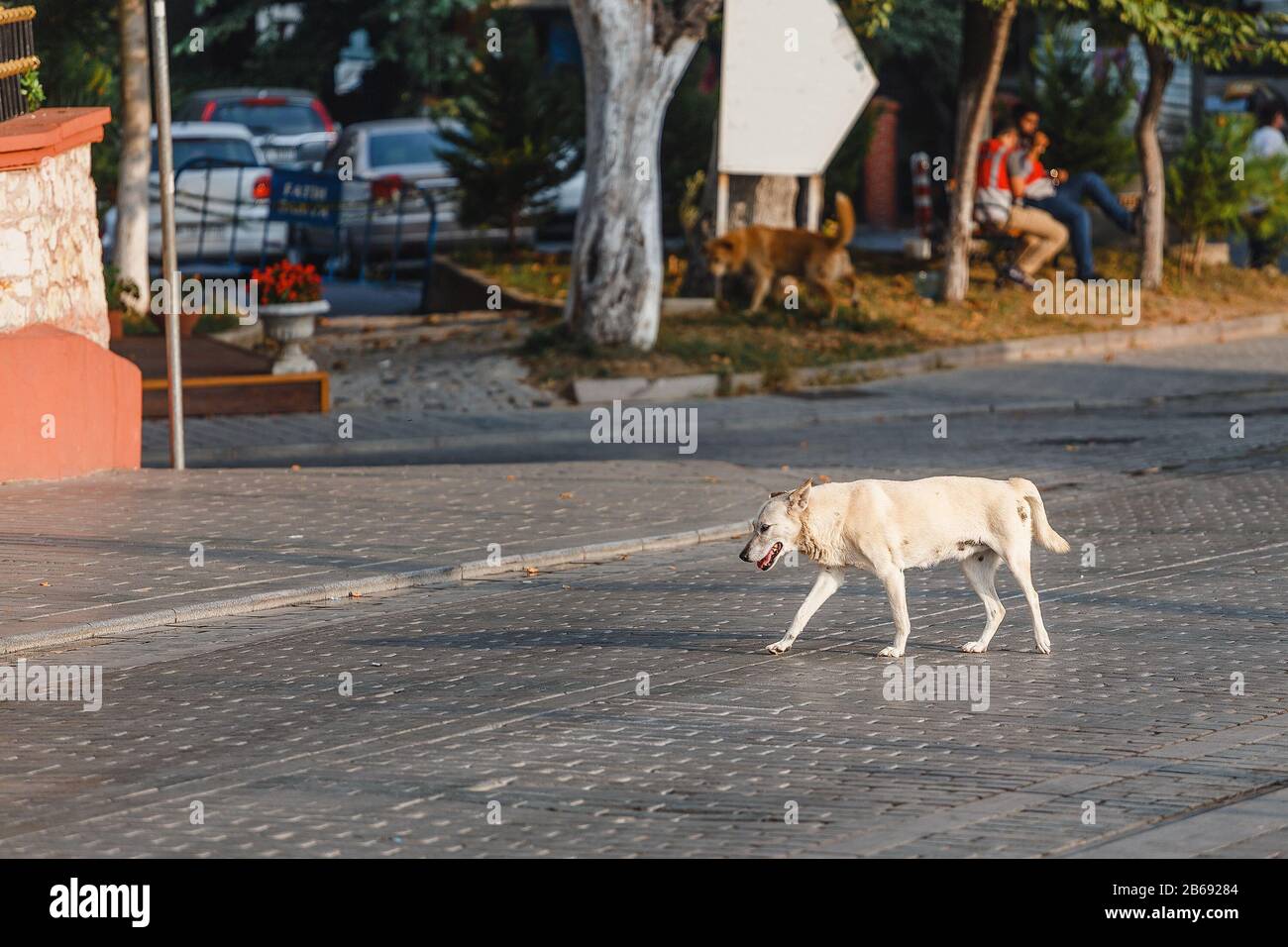 Istanbul stray dog sadly walking alone on the road Stock Photo - Alamy