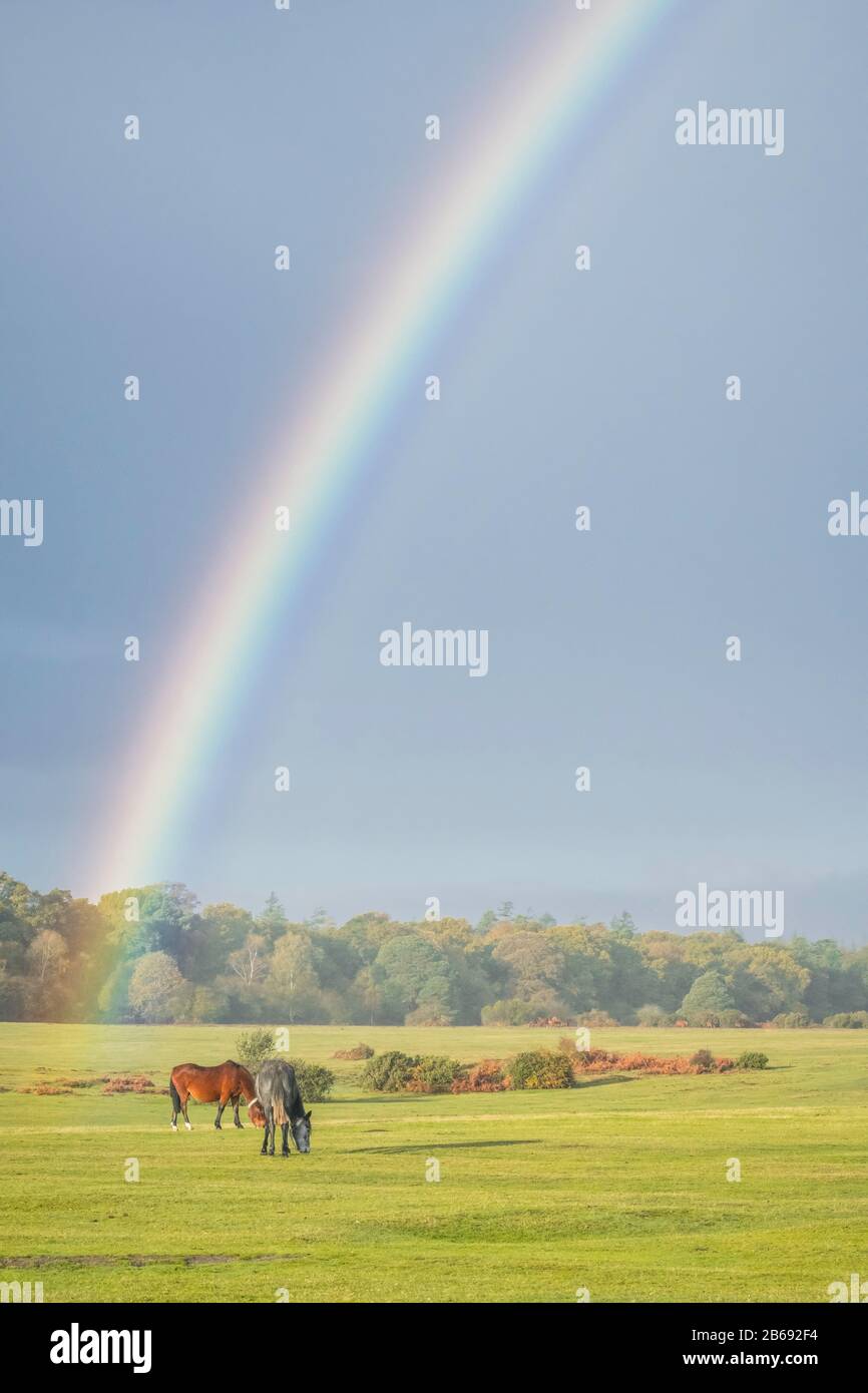 New forest pony and rainbow hi-res stock photography and images - Alamy