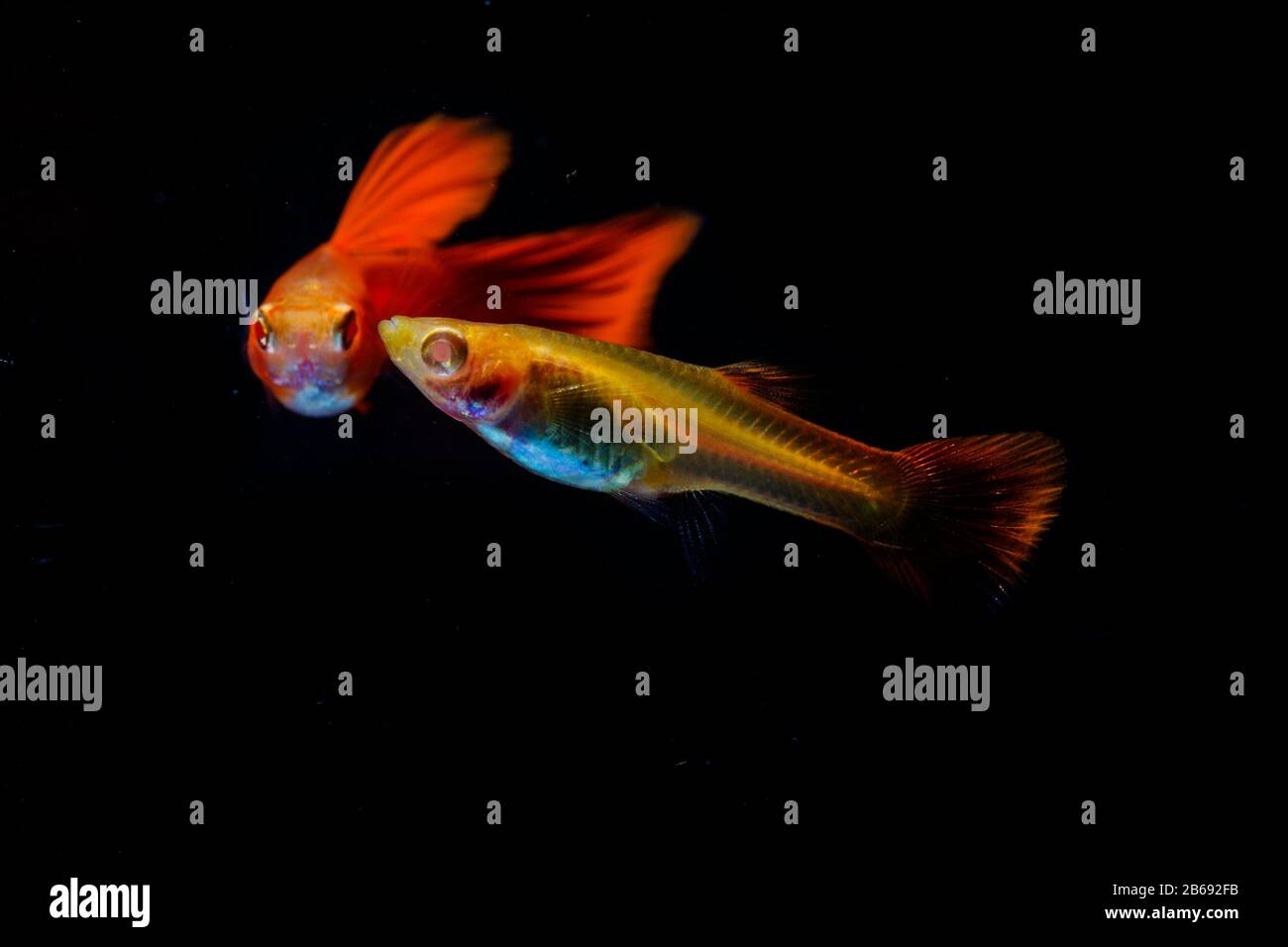 Full red guppy hi-res stock photography and images - Alamy