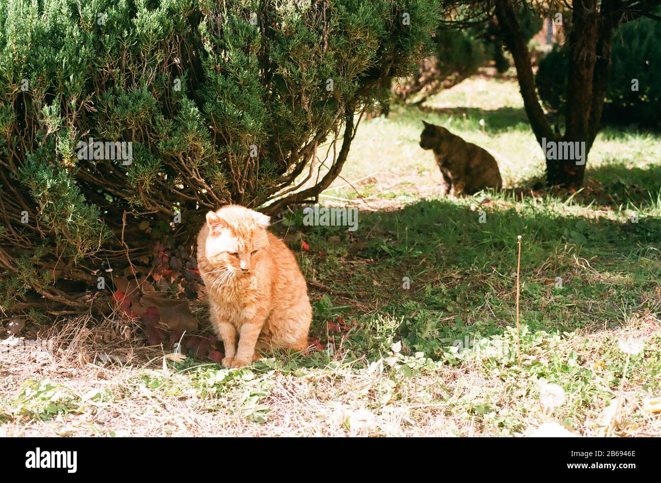 two cats in grass under a tree Stock Photo - Alamy