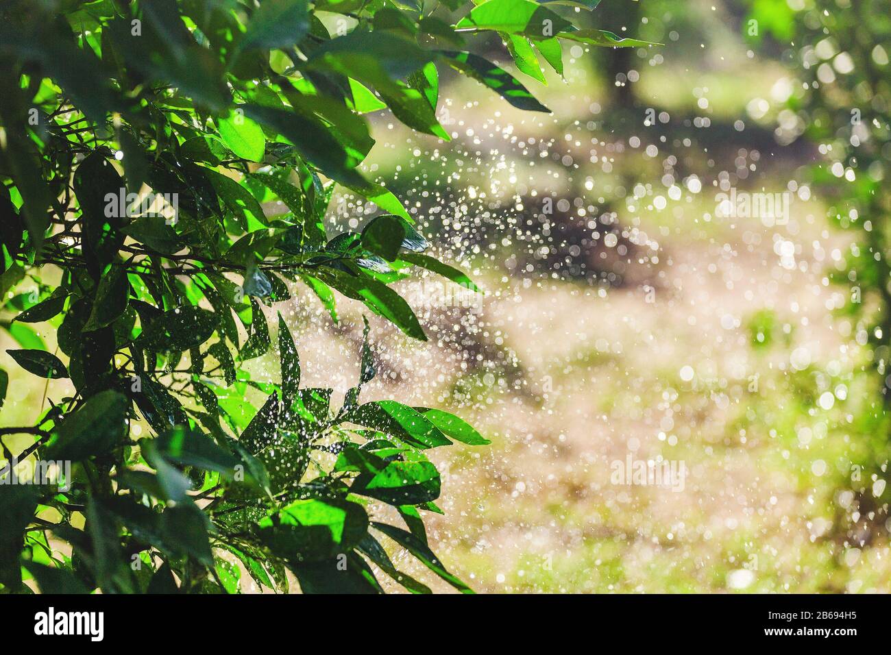 spray of water from a springer on a leaves of mandarin tree illuminated ...