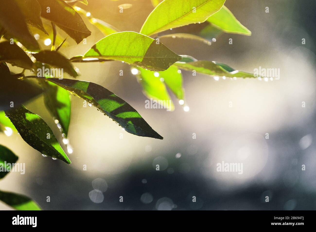 spray of water from a springer on a leaves of mandarin tree illuminated ...