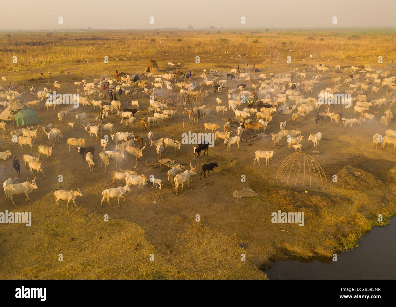 Aerial view of long horns cows in a Mundari tribe cattle camp, Central ...