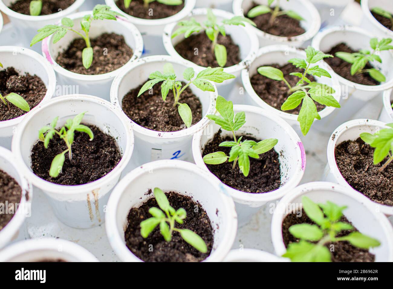 Tomato Seedlings Ready To Transplant