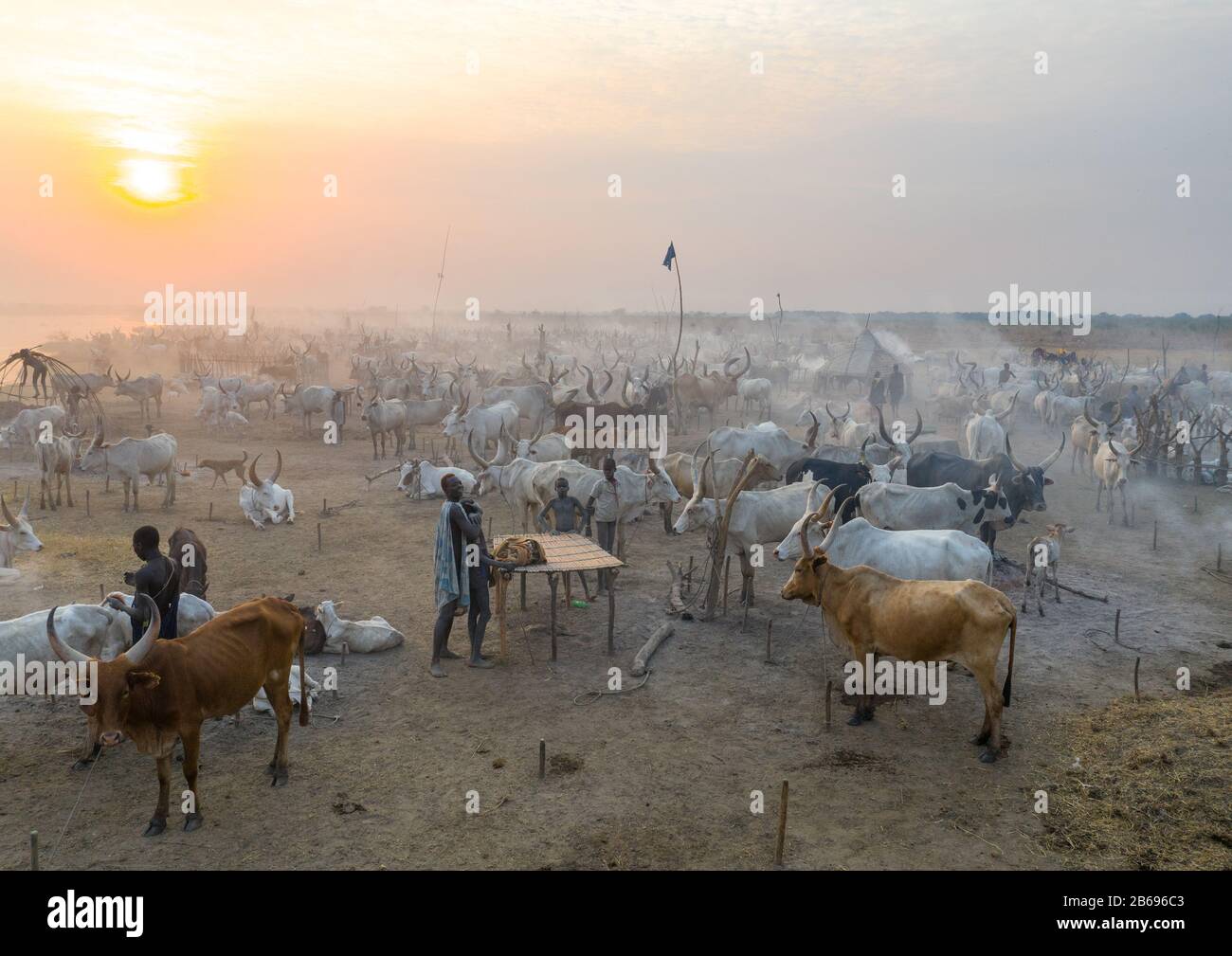 Aerial view of long horns cows in a Mundari tribe cattle camp, Central Equatoria, Terekeka ...