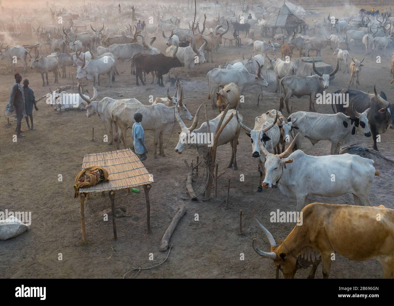 Aerial view of long horns cows in a Mundari tribe cattle camp, Central Equatoria, Terekeka ...