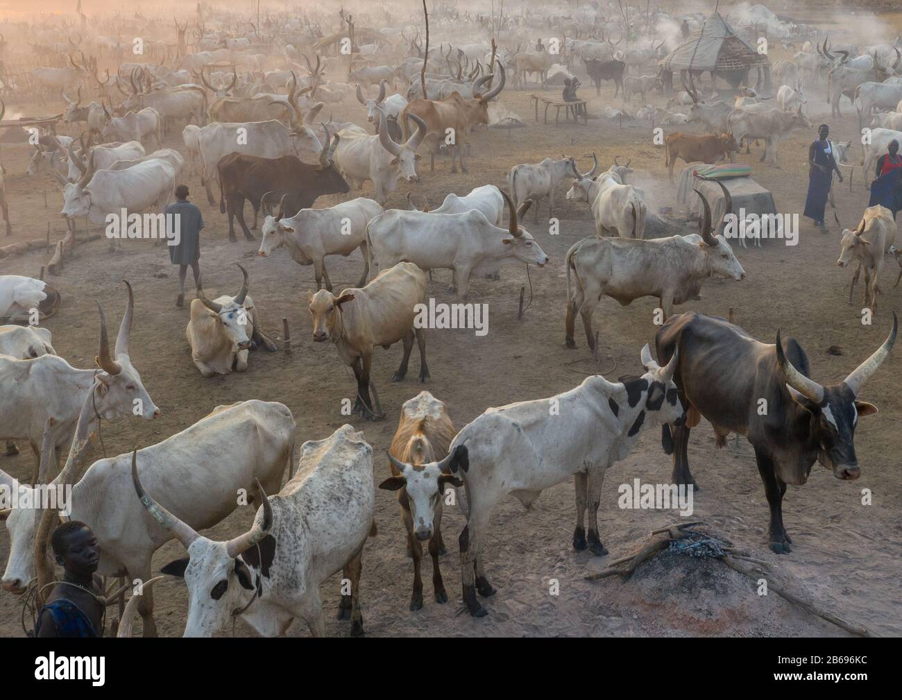 Aerial view of long horns cows in a Mundari tribe cattle camp, Central ...