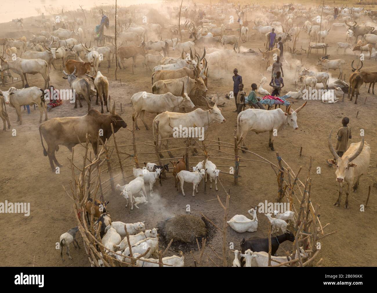 Aerial view of long horns cows in a Mundari tribe cattle camp, Central Equatoria, Terekeka ...